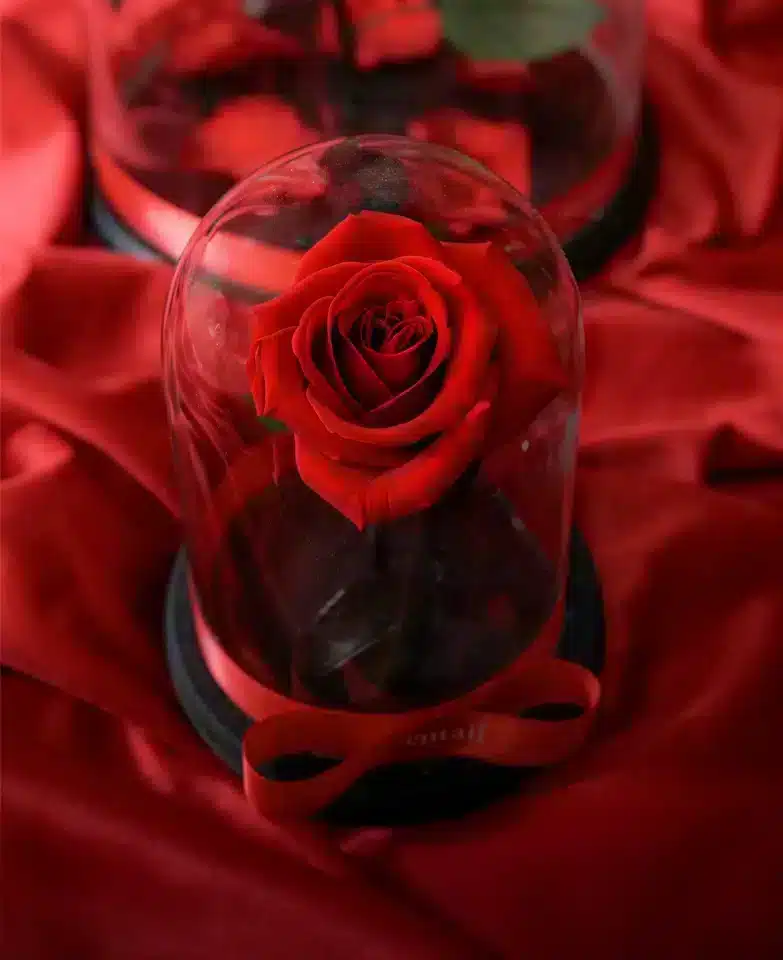 The Eternal Rose - Presentail