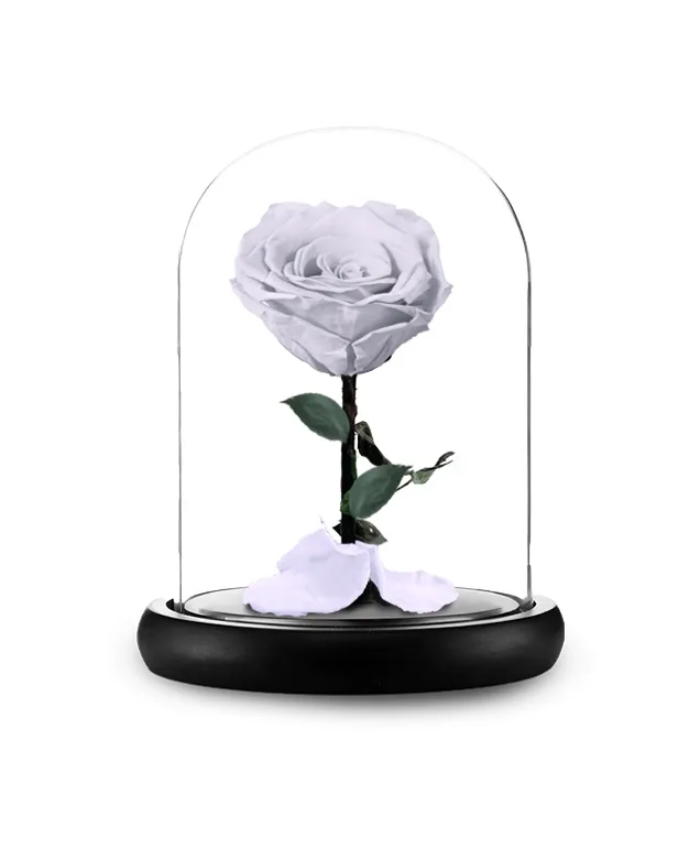 White Eternal Rose - Dubai